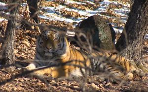 "Land of Big Cats" - Еurasia.doc